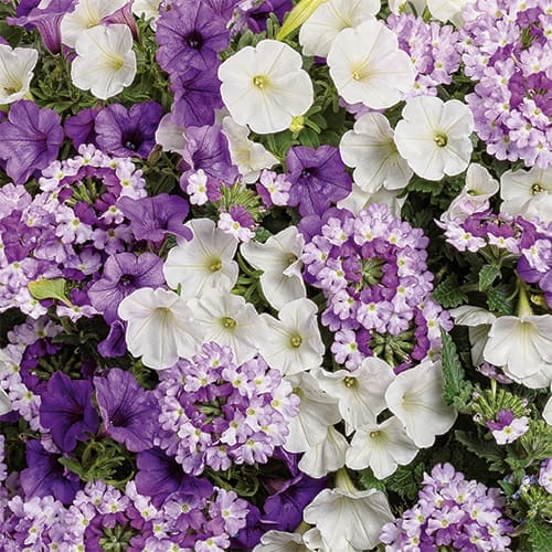 Floral Combinations | Proven Winners® | Proven Selections®