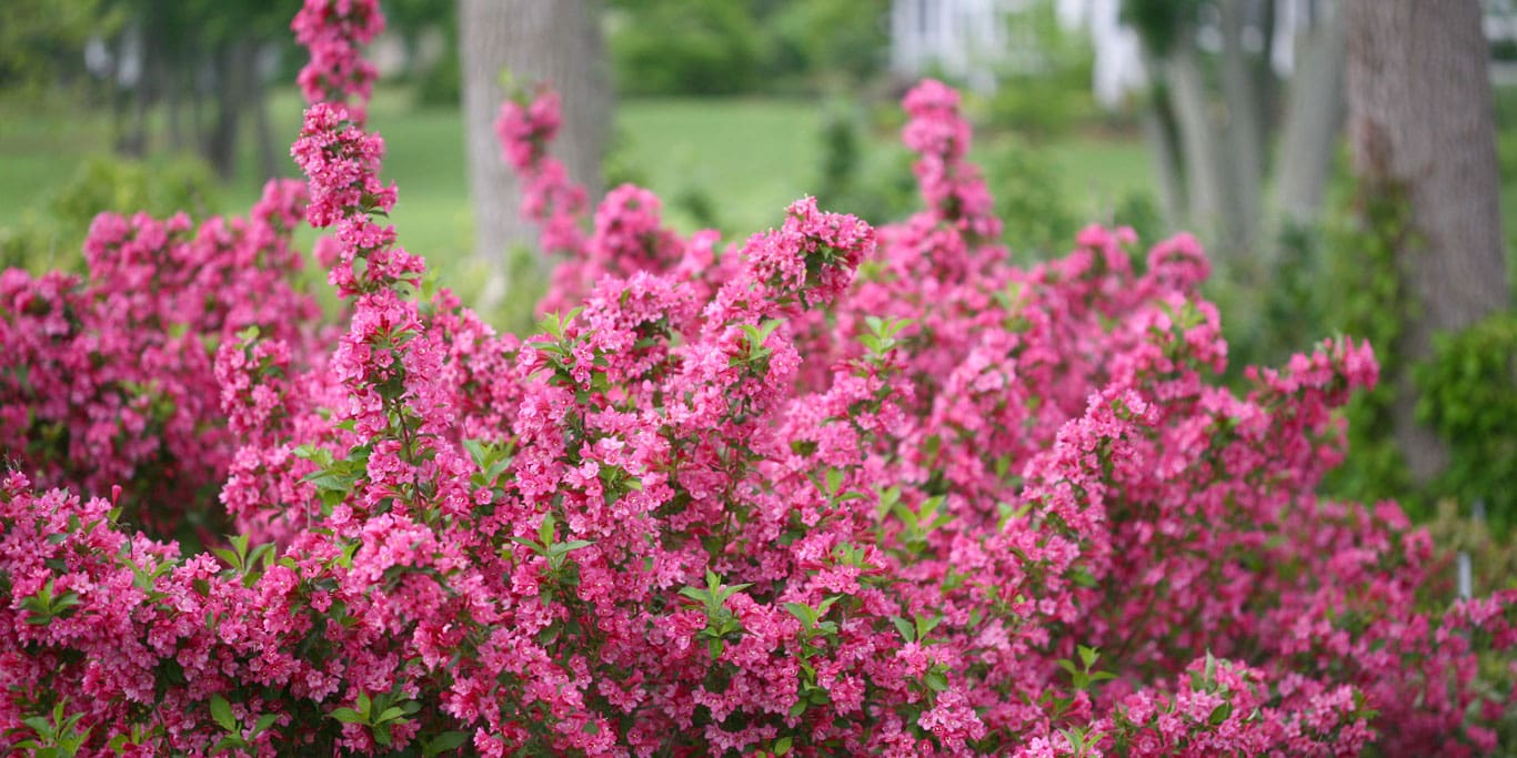 ColorChoice® Shrubs | Proven Winners® | Four Star Greenhouse