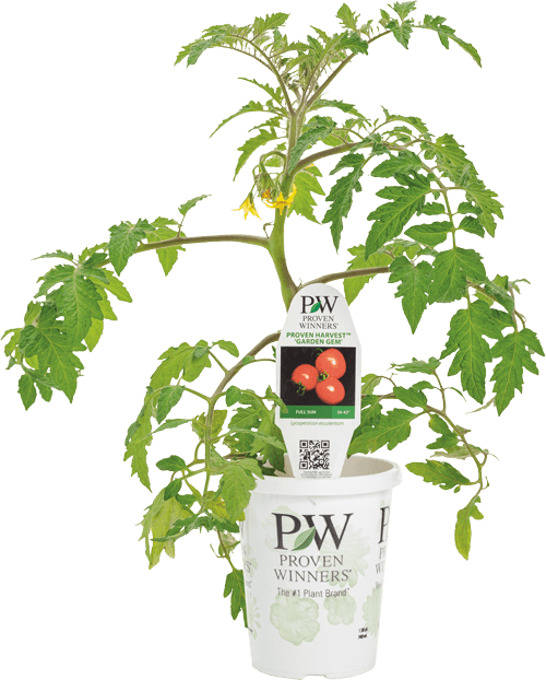Four Star Greenhouse | Proven Winners Supplier
